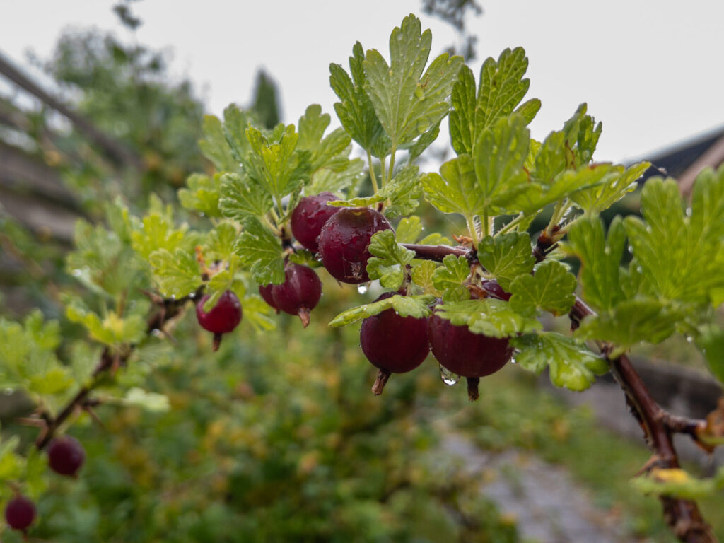(The) Berry Week (After) – Allan Harsmann